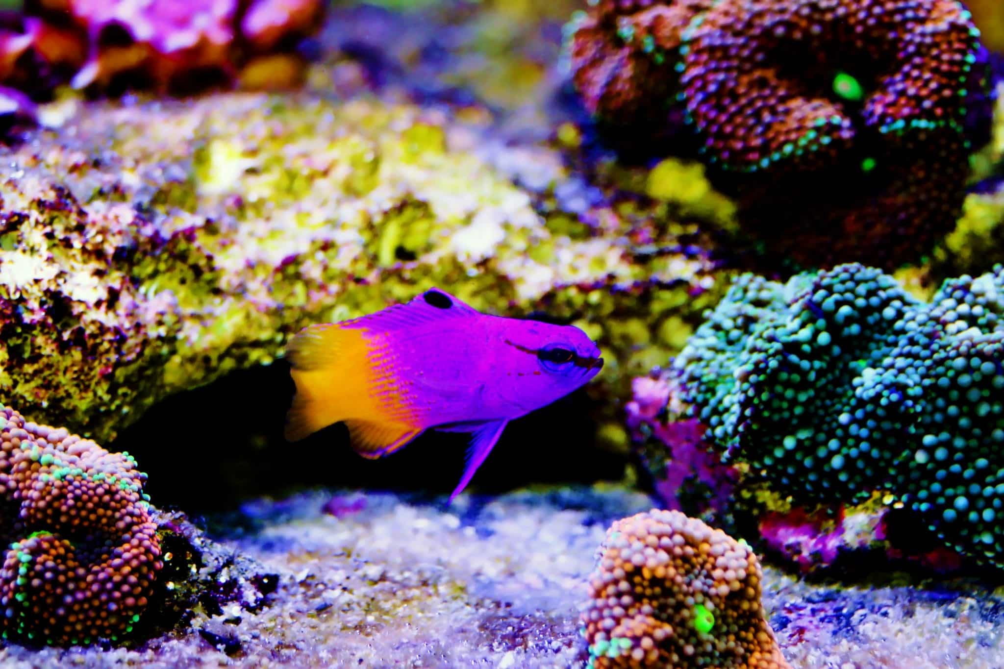 The Royal Gramma | Species Spotlight | Tank Talk Blog - Frags 2 Fishes