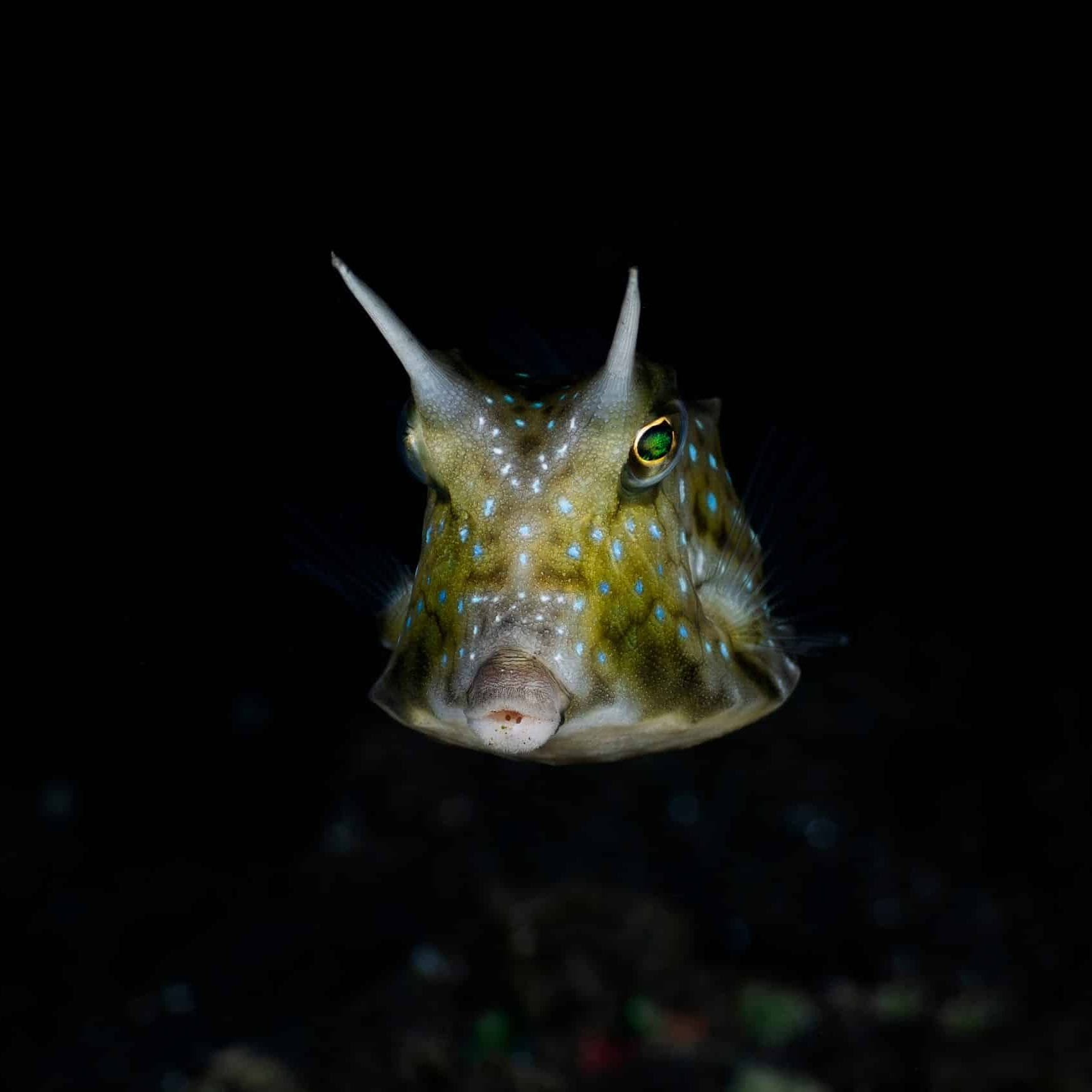 The Longhorn Cowfish | Species Spotlight | Tank Talk Blog - Frags 2 Fishes