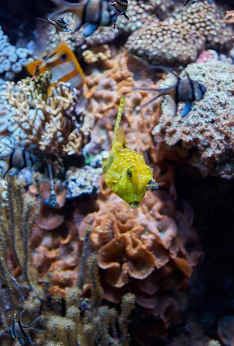 The Longhorn Cowfish | Species Spotlight | Tank Talk Blog - Frags 2 Fishes