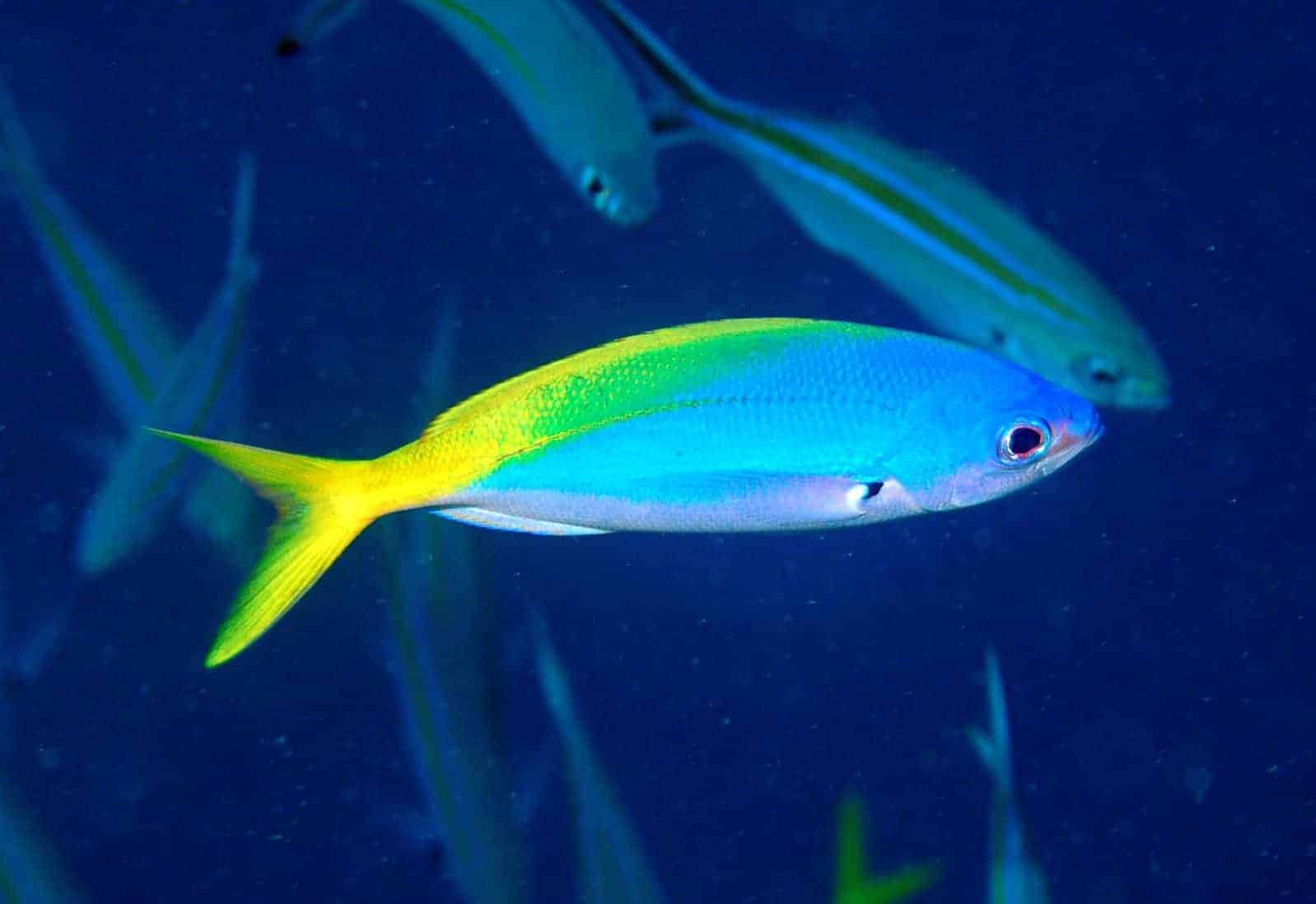 Fusilier: Assorted Color | Frags 2 Fishes