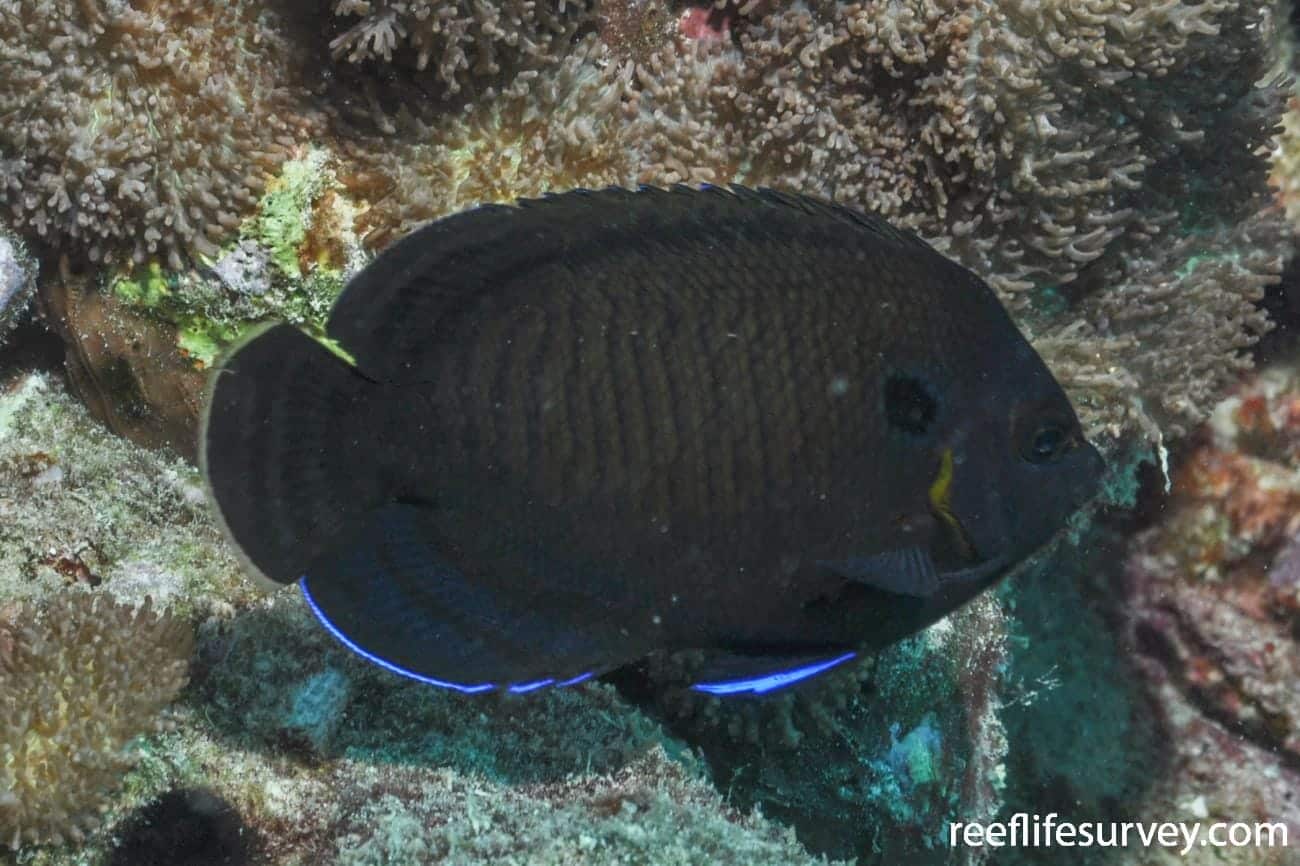 Bluefin Angelfish | Frags 2 Fishes