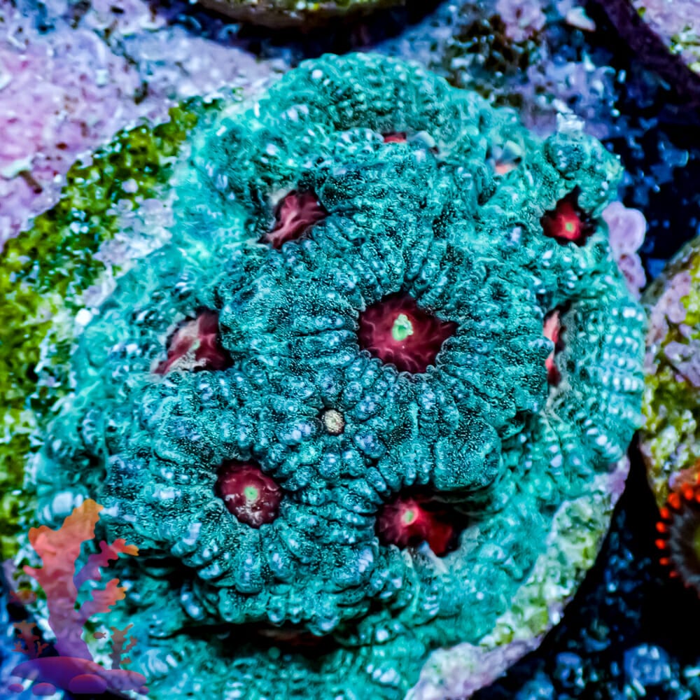 Red Eye Favia - 232086 | Frags 2 Fishes | Live Fish & Corals ...