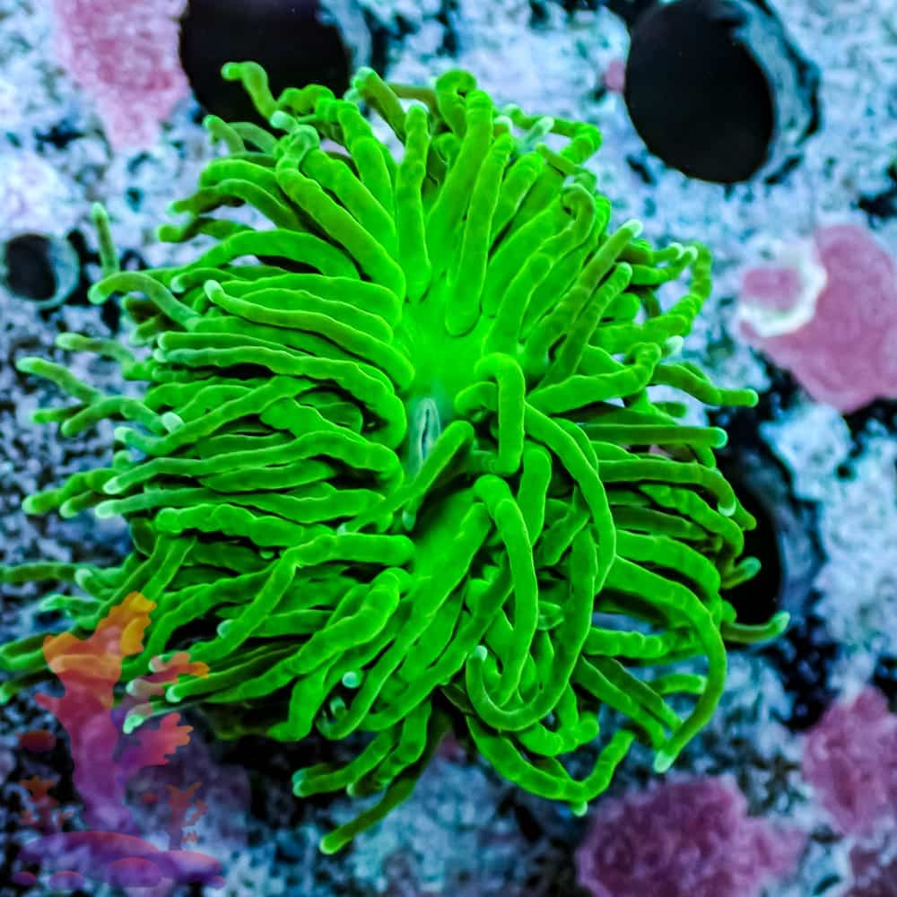 Neon Green Torch - 308031 | Frags 2 Fishes | Live Fish & Corals ...