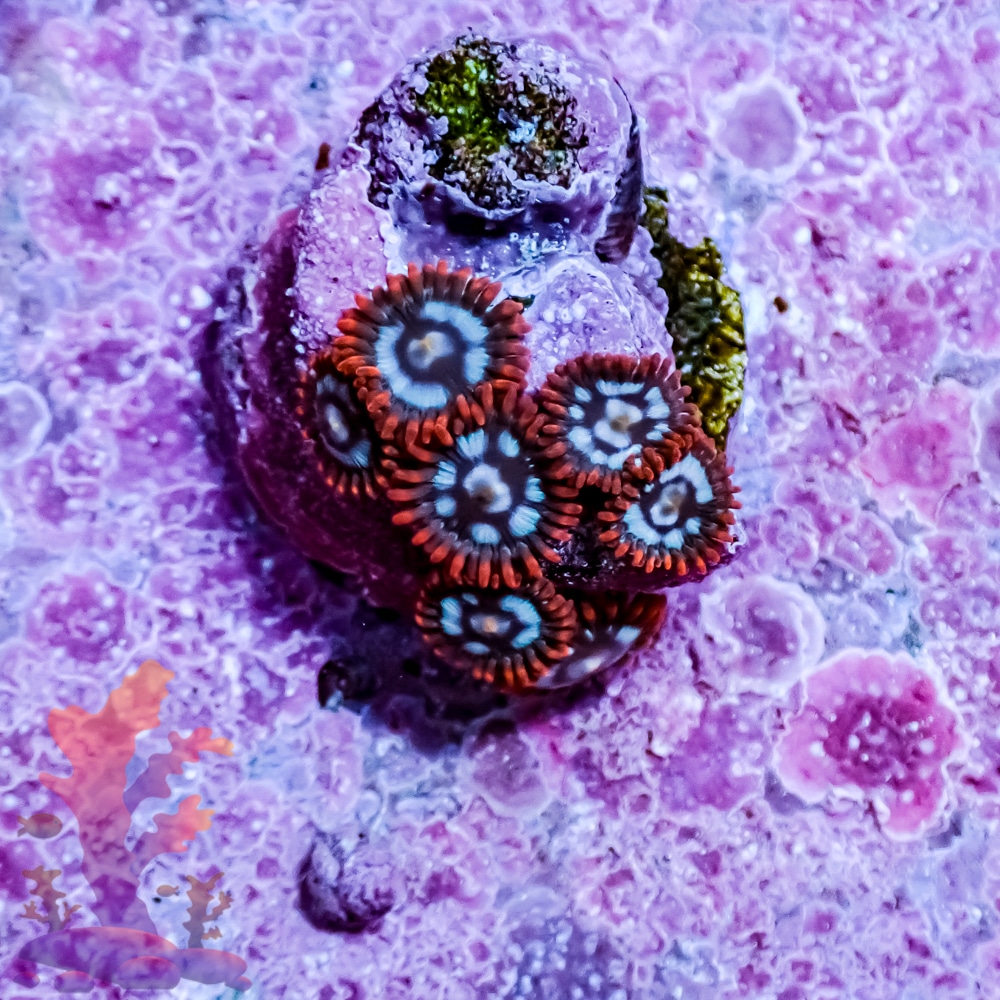 Fire and Ice Morph - 419040 | Frags 2 Fishes