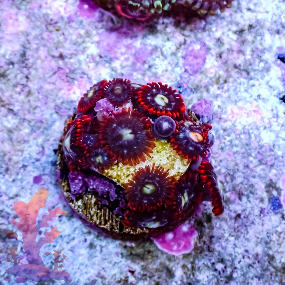 Fire and Ice - 427047 | Frags 2 Fishes | Live Fish & Corals ...