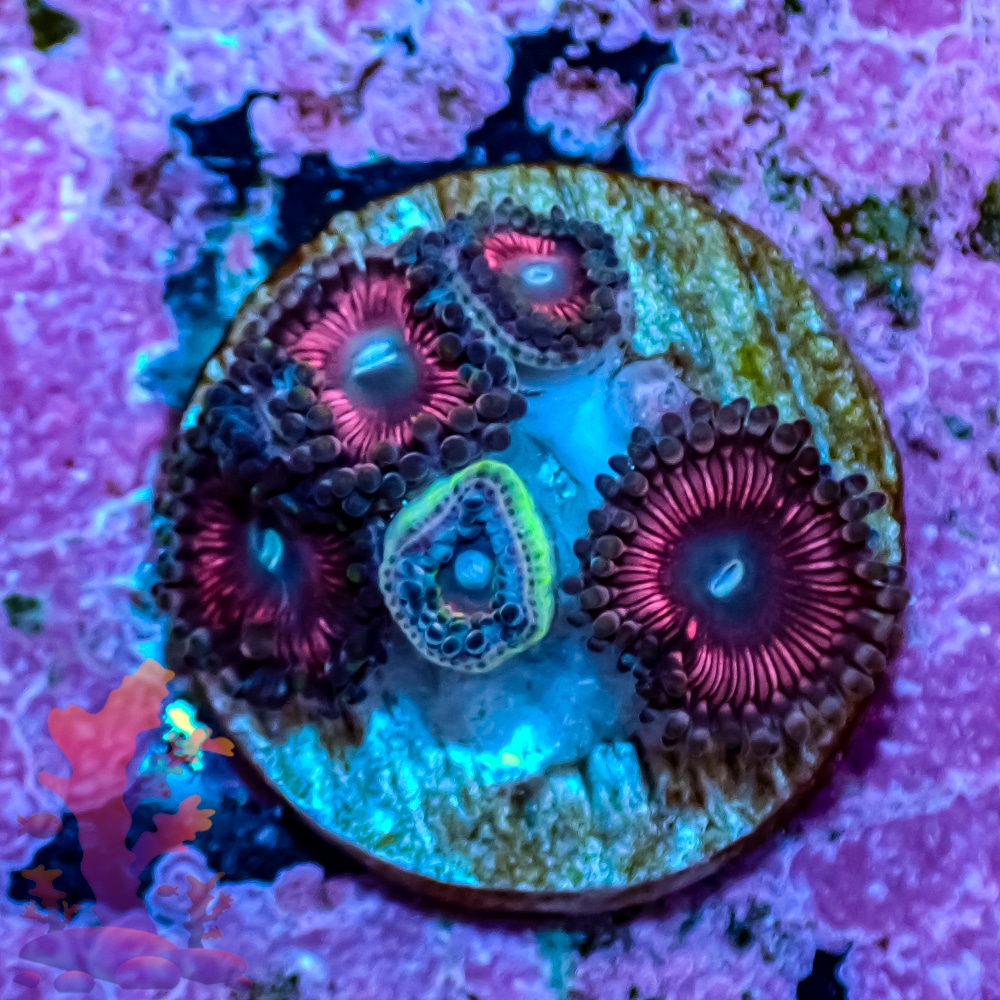 Pink People Eaters - 442069 | Frags 2 Fishes | Live Fish & Corals ...
