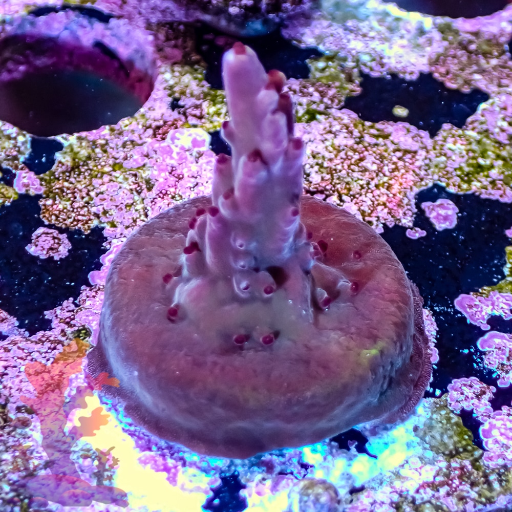 Jason Fox Fox Flame - 444016 | Frags 2 Fishes | Live Fish & Corals ...