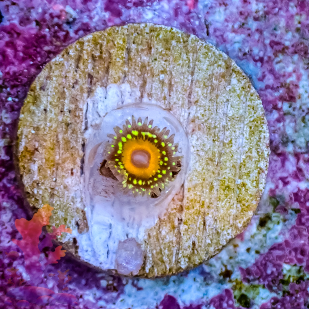 God Beast Zoa - 449028 | Frags 2 Fishes