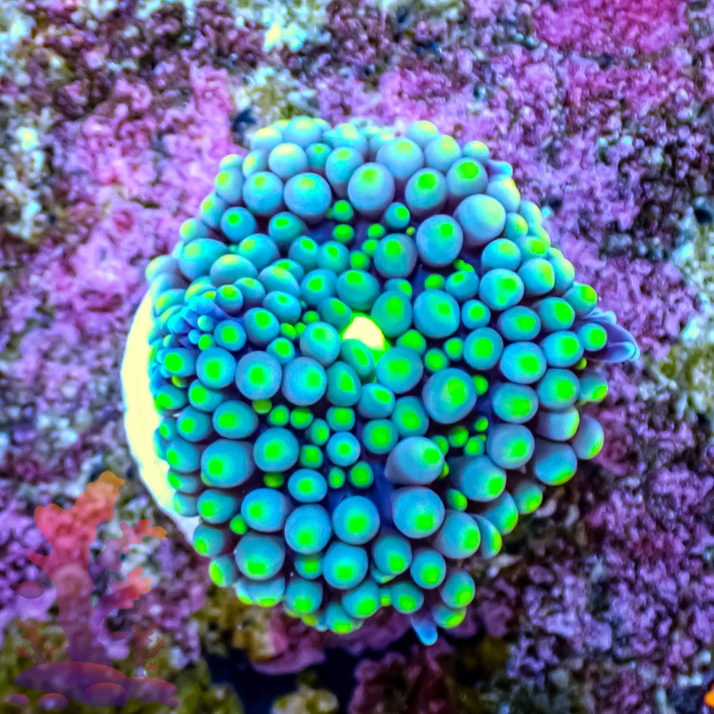 Florida Ricordea - 501039 | Frags 2 Fishes