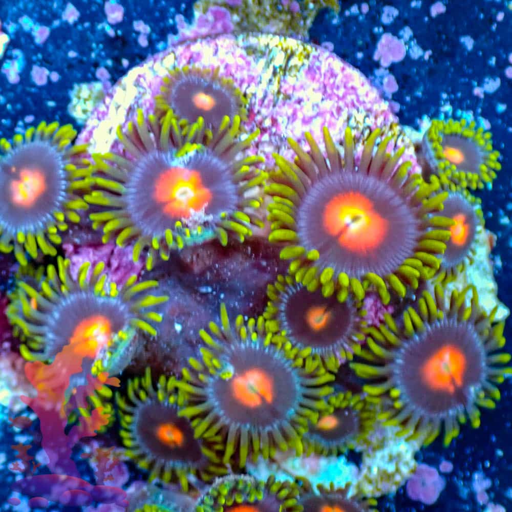 GB Full Moon - WYSIWYG - 9001018 | Frags 2 Fishes
