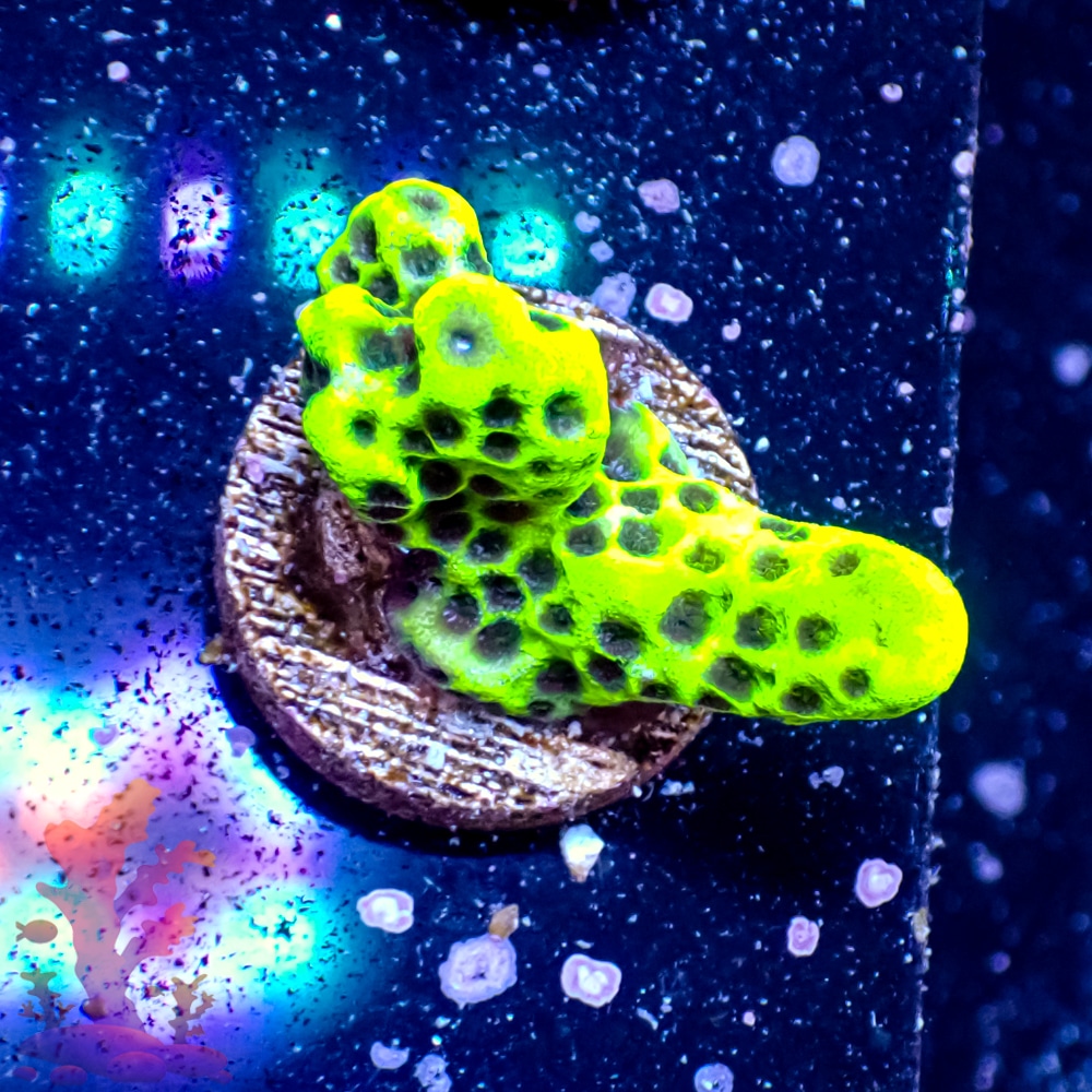 Branching Appleberry | Frags 2 Fishes