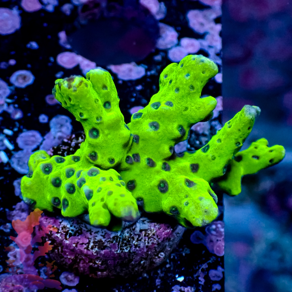 Branching Appleberry | Frags 2 Fishes