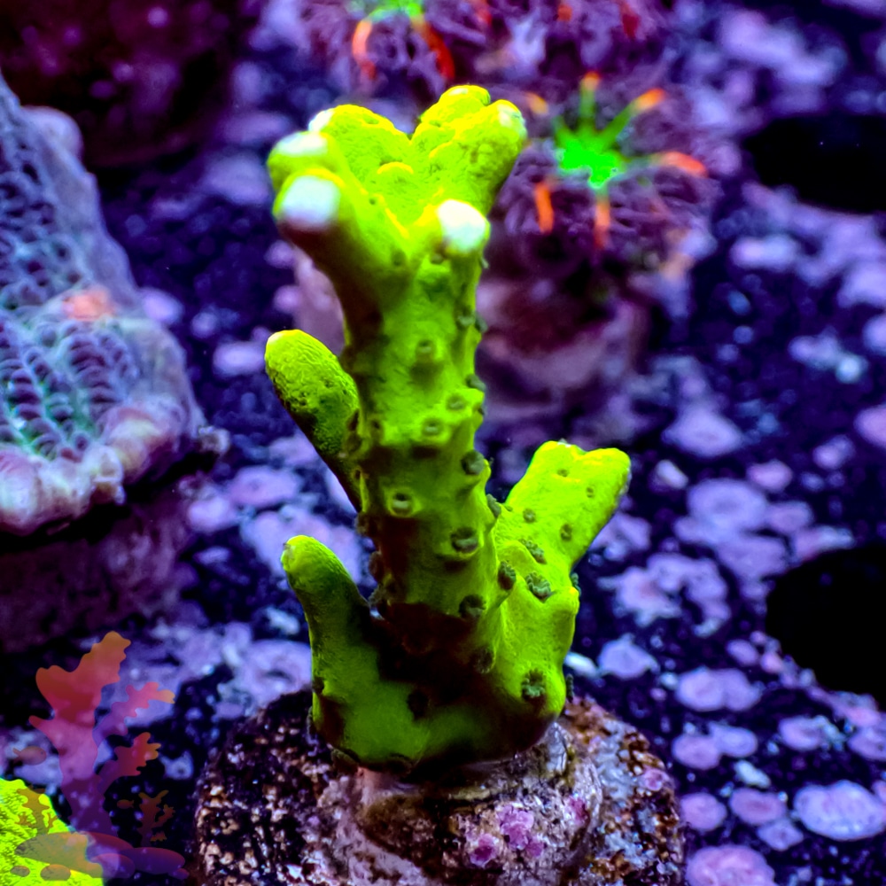 Branching Appleberry | Frags 2 Fishes