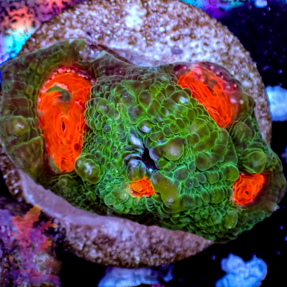 Bubblegum Monster Chalice | Frags 2 Fishes