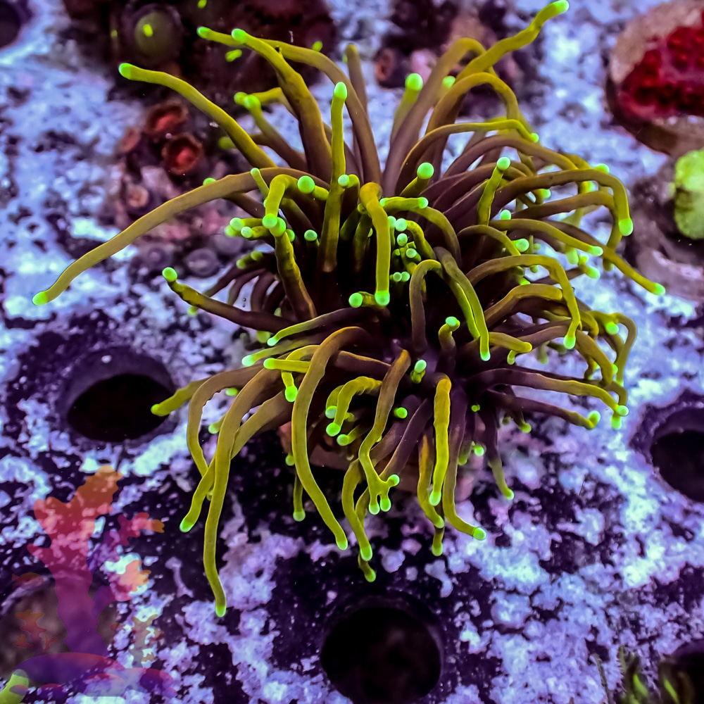 Dragon Soul Torch | Frags 2 Fishes
