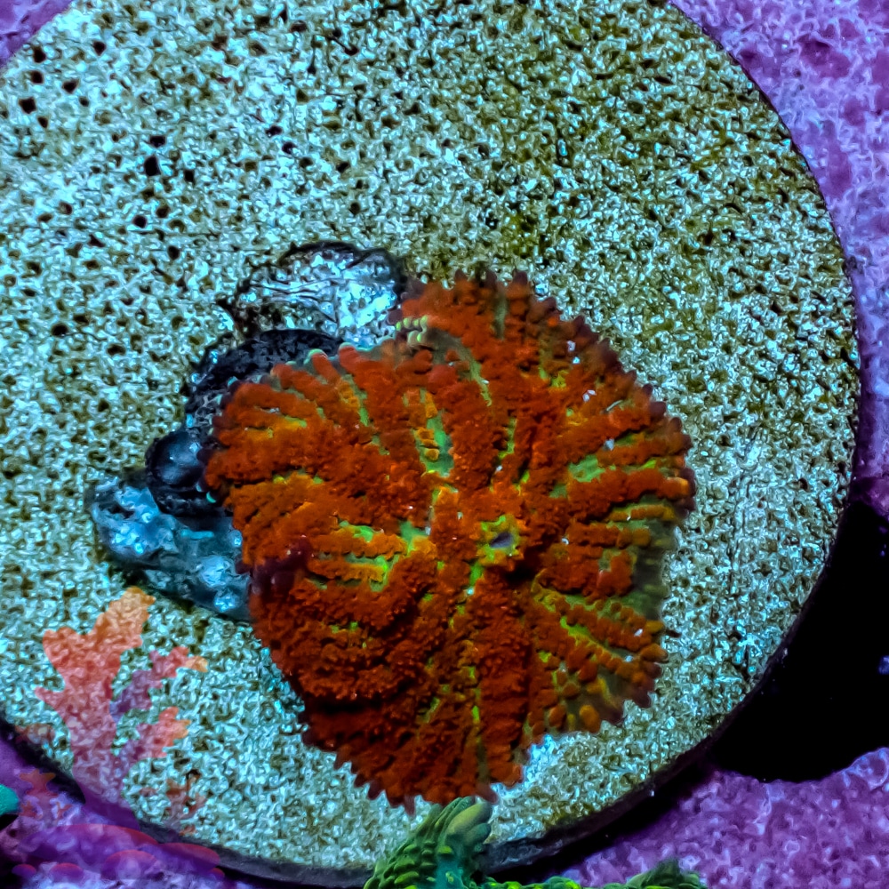 Forest Fire Mushroom | Frags 2 Fishes