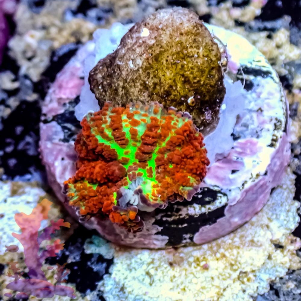 Forest Fire Mushroom | Frags 2 Fishes