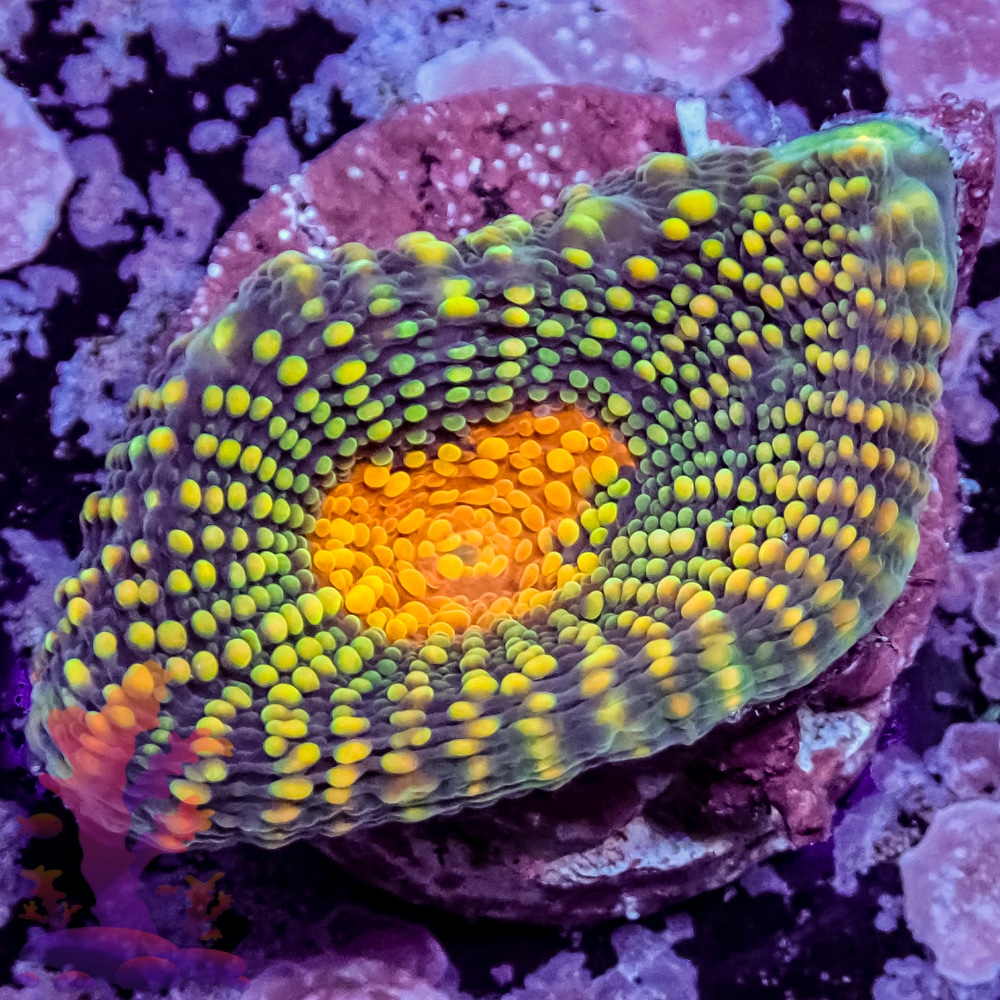 Fruit Punch Acan Echinata | Frags 2 Fishes