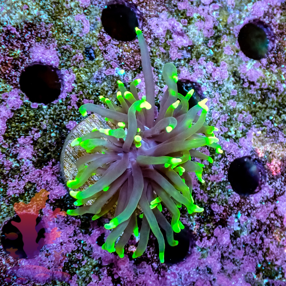 Highlighter Torch | Frags 2 Fishes