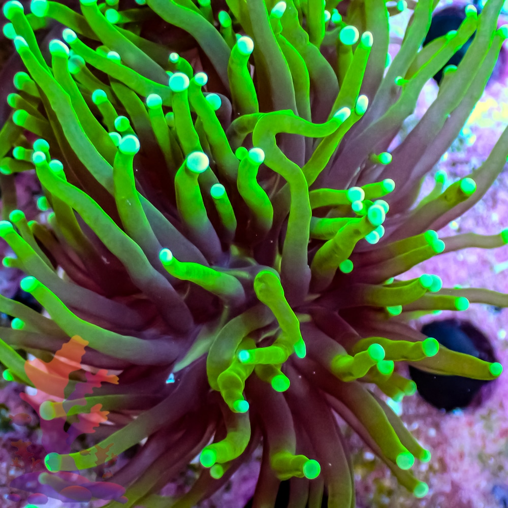 Highlighter Torch | Frags 2 Fishes