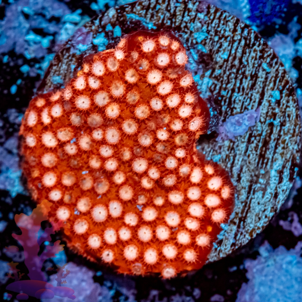Jason Fox Peppermint Cyphastrea | Frags 2 Fishes
