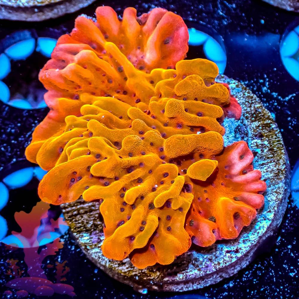 Jason Fox Slow Burn Montipora | Frags 2 Fishes