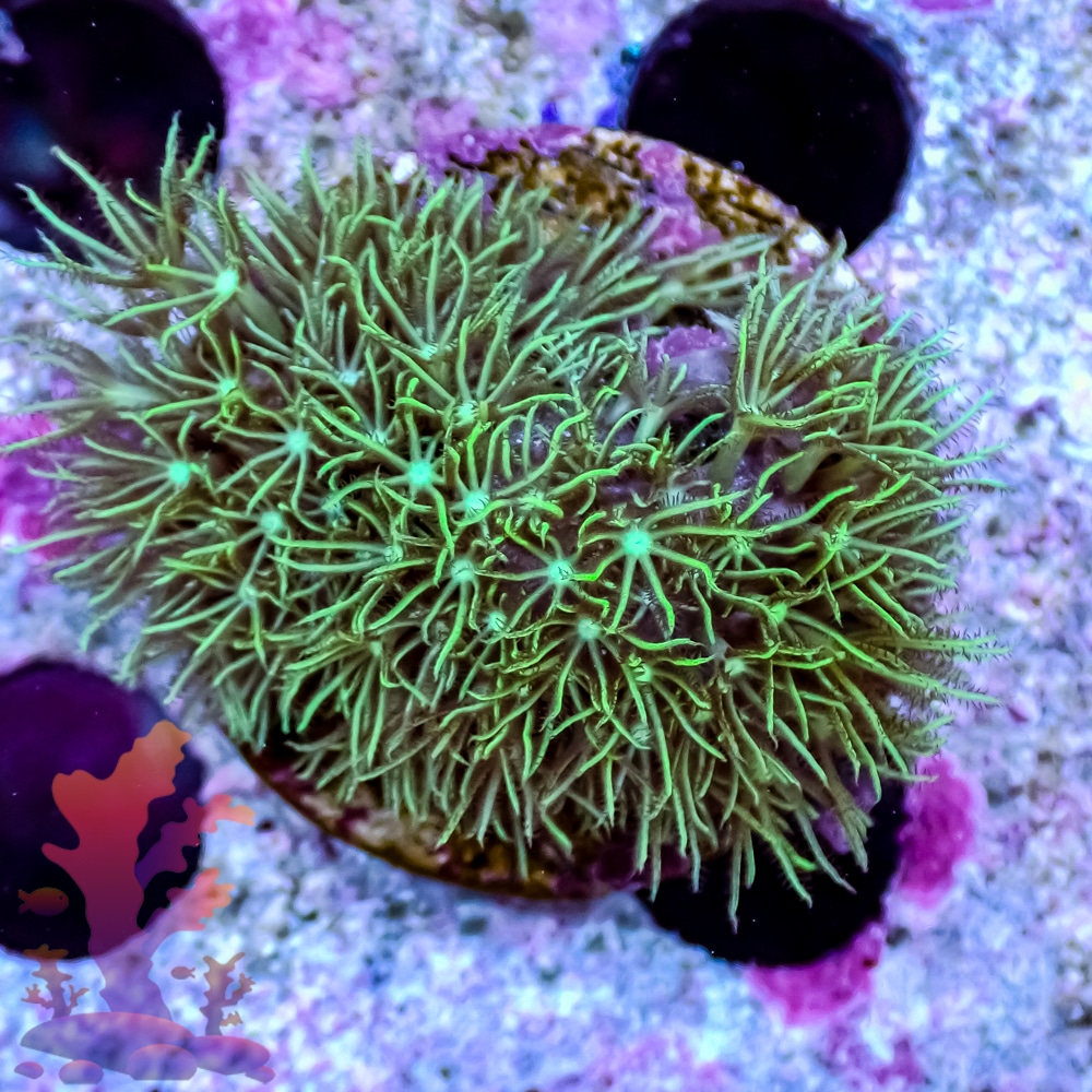 Mint Green Star Polyp | Frags 2 Fishes
