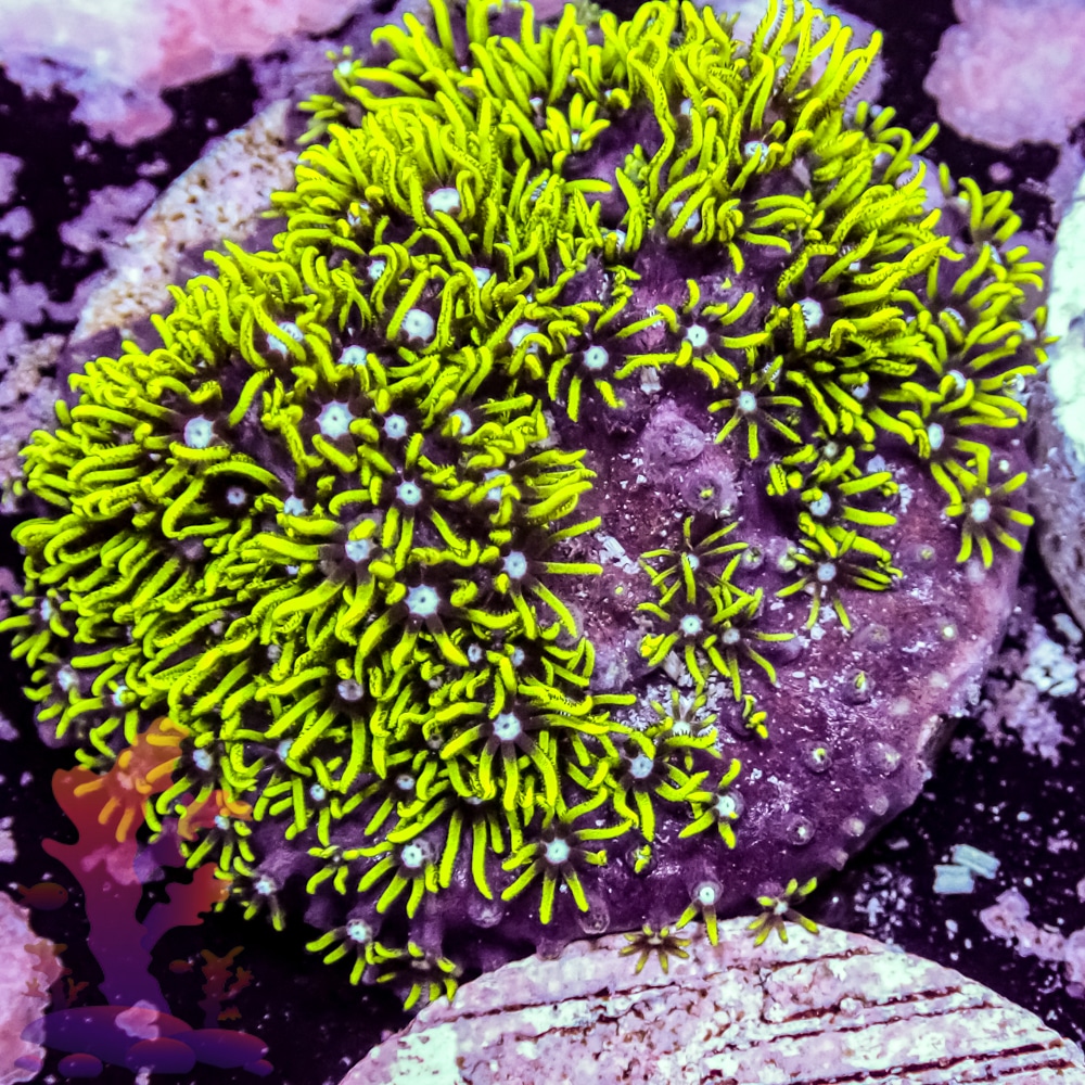 Neon Green Star Polyp | Frags 2 Fishes