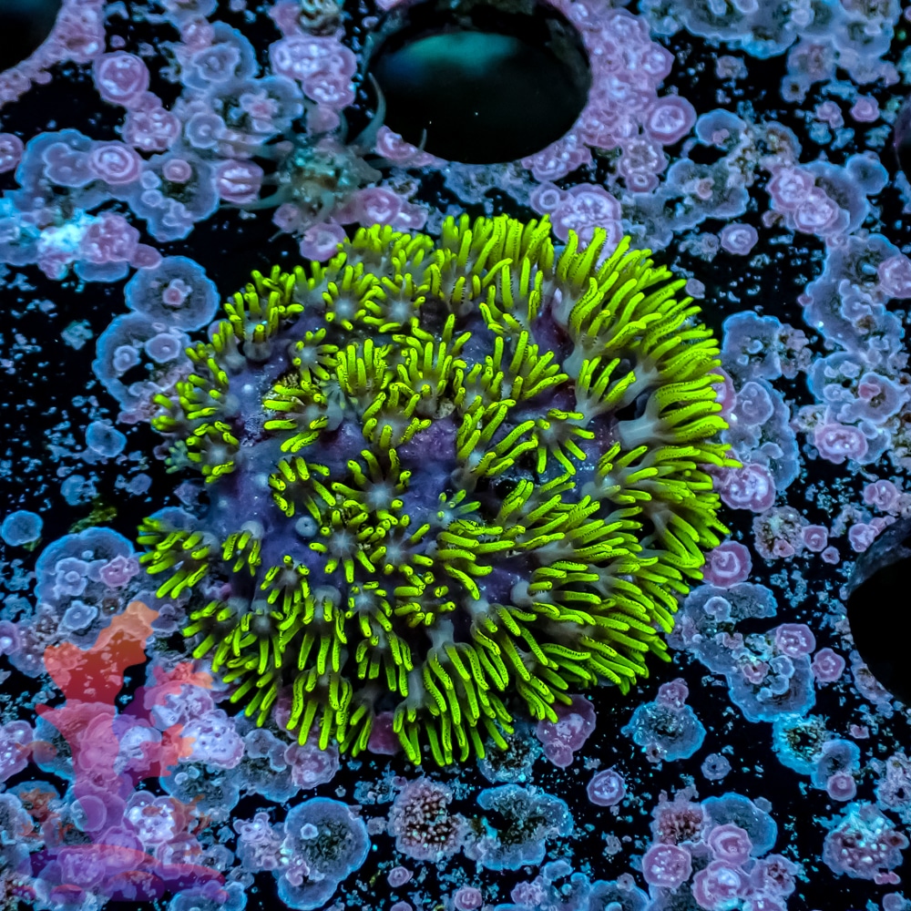 Neon Green Star Polyp | Frags 2 Fishes