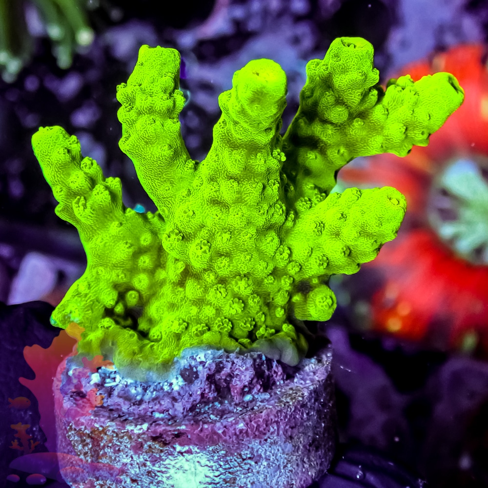 Ora Neon Green Humili | Frags 2 Fishes