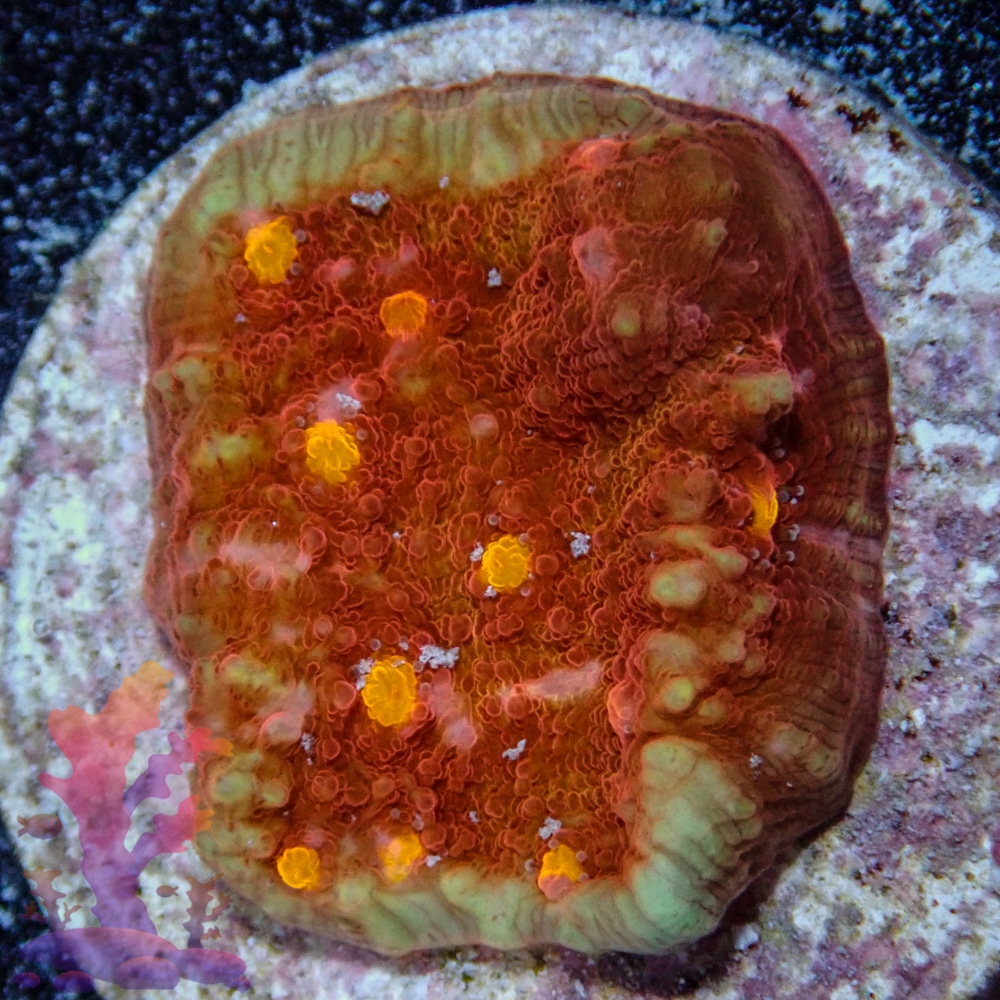 Orange Eye Chalice | Frags 2 Fishes