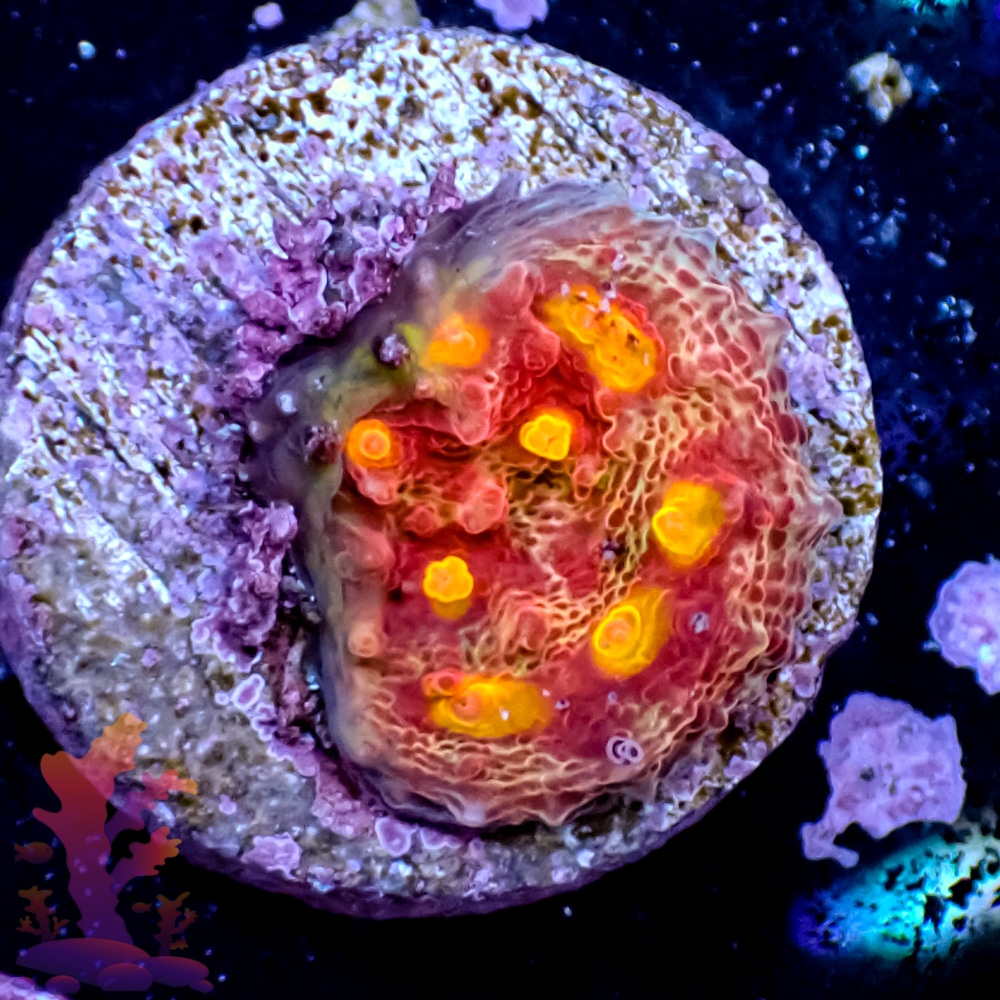 Orange Eye Chalice | Frags 2 Fishes