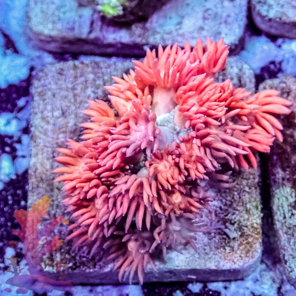 Pink Goniopora | Frags 2 Fishes