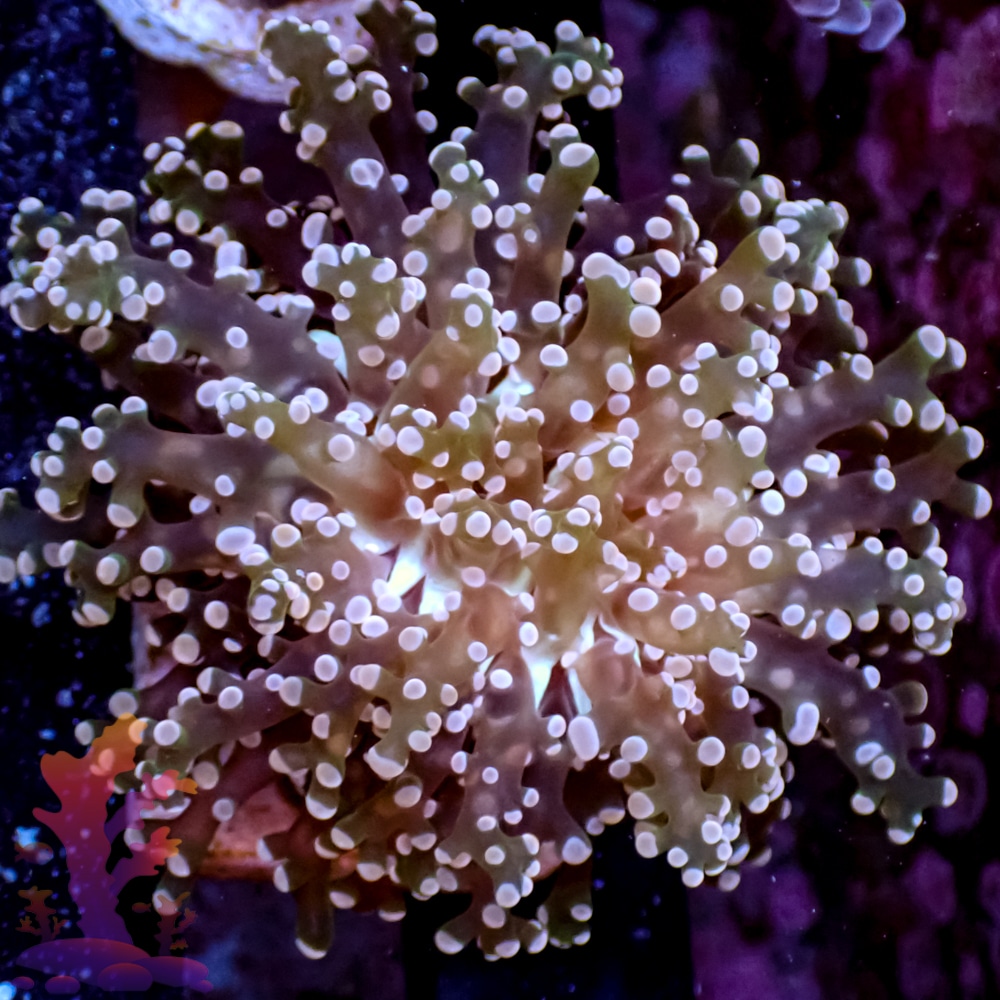 Pink Tipped Frogspawn | Frags 2 Fishes