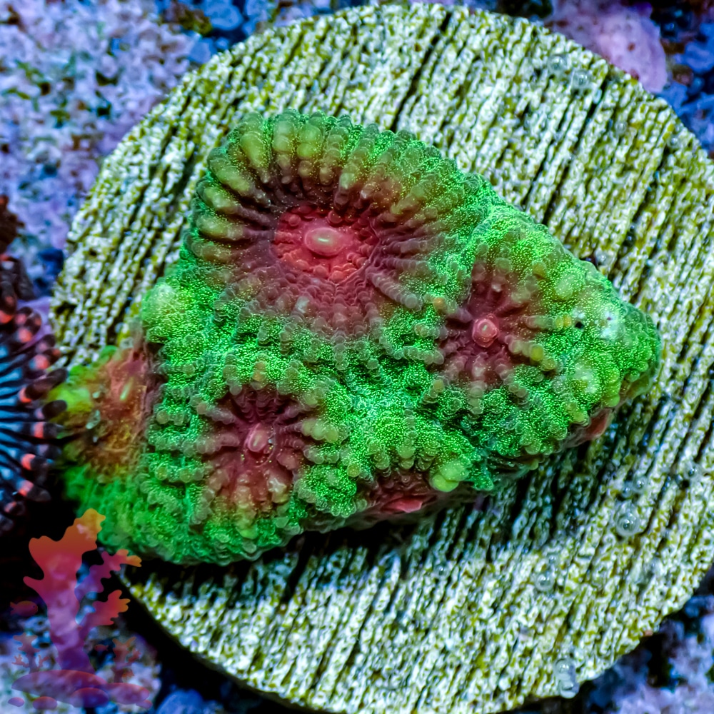 Red Eye Favia | Frags 2 Fishes