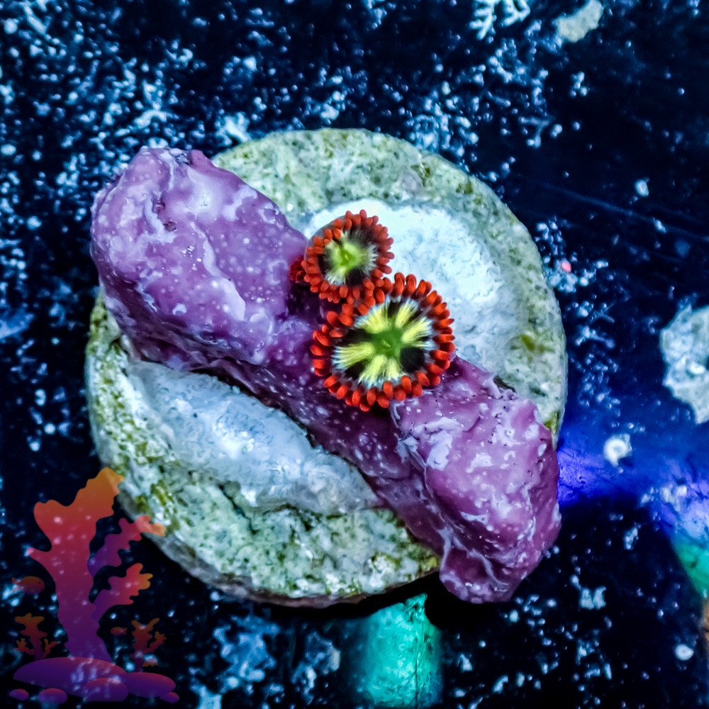 Ring Of Fire | Frags 2 Fishes