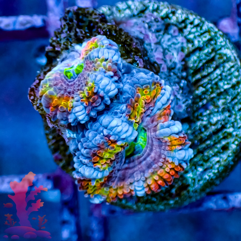 Skittles Acan | Frags 2 Fishes