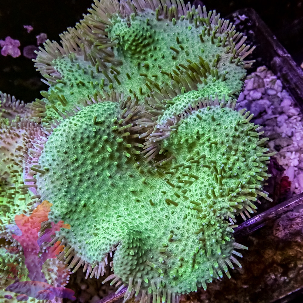 Toadstool Coral | Frags 2 Fishes