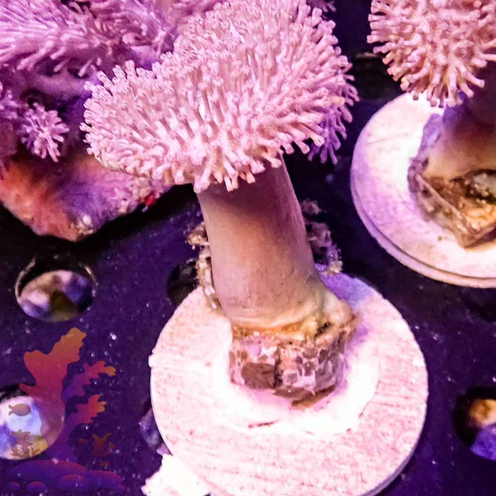 Toadstool Coral | Frags 2 Fishes