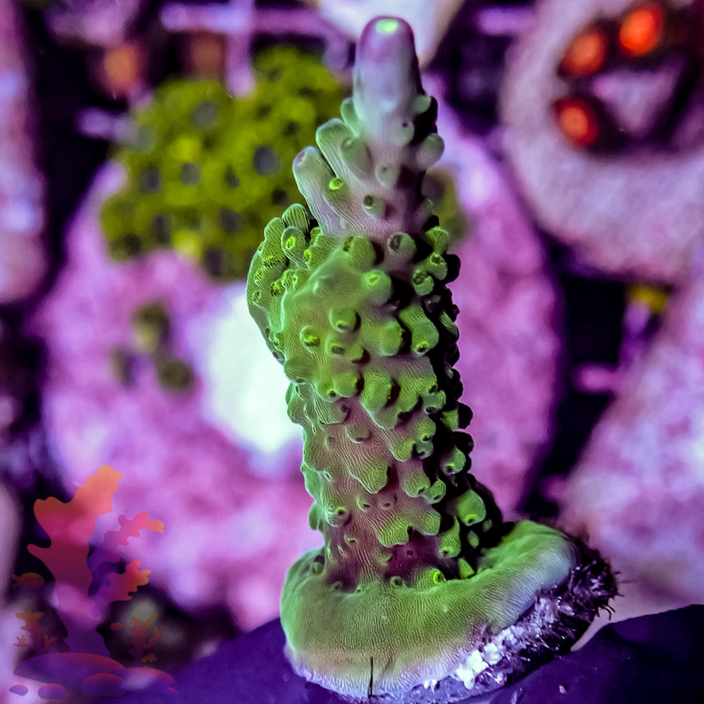 Tricolor Acropora | Frags 2 Fishes