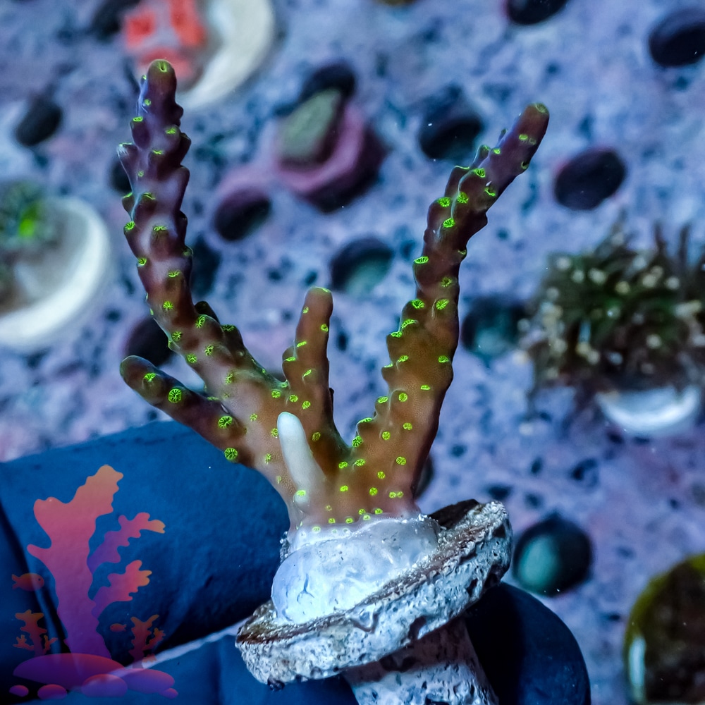 Tricolor Acropora | Frags 2 Fishes