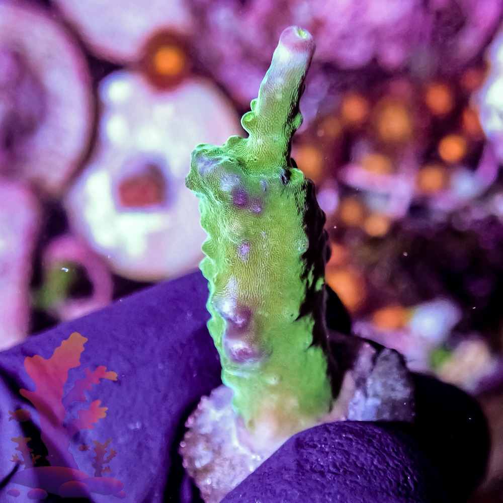Tricolor Acropora | Frags 2 Fishes