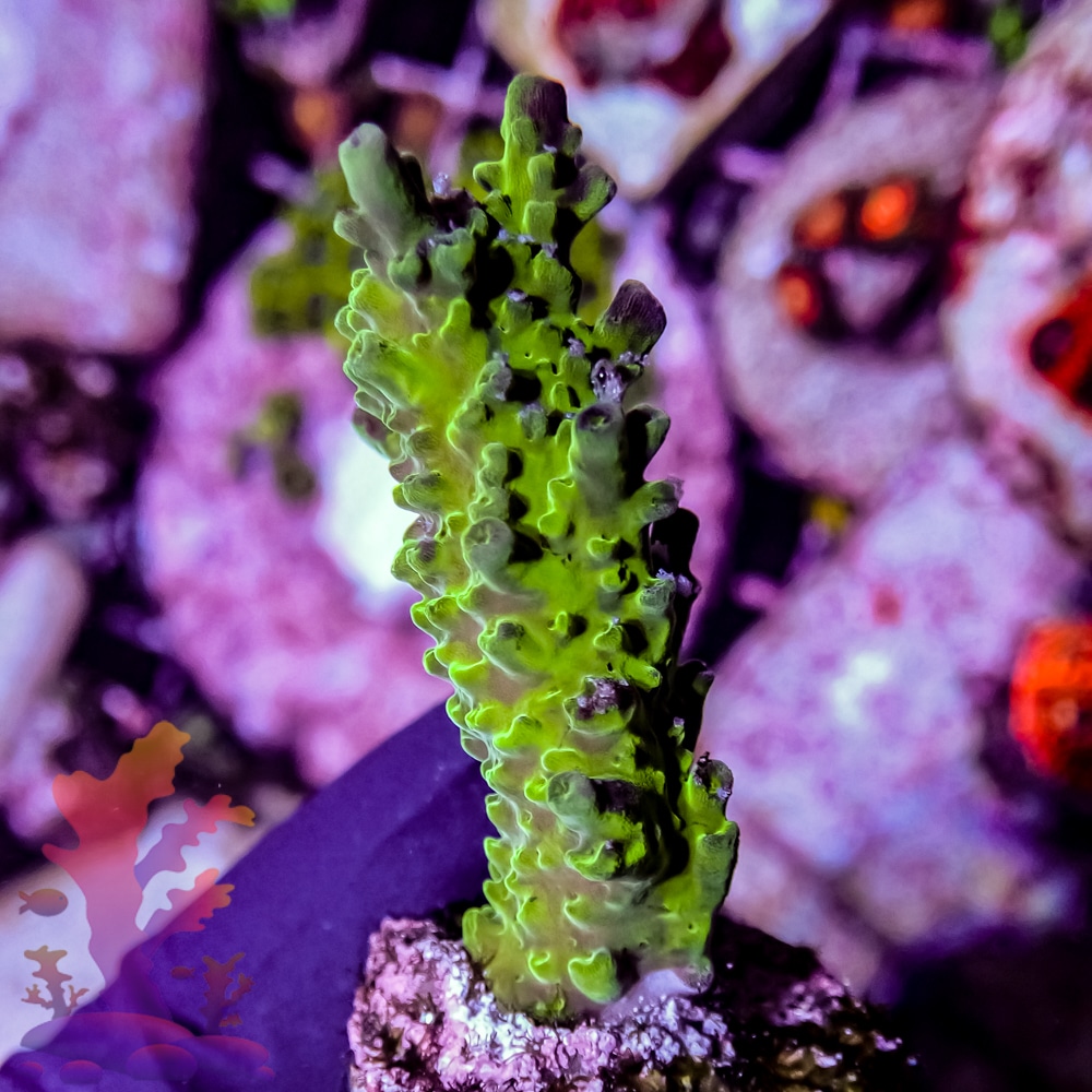 Tricolor Acropora | Frags 2 Fishes