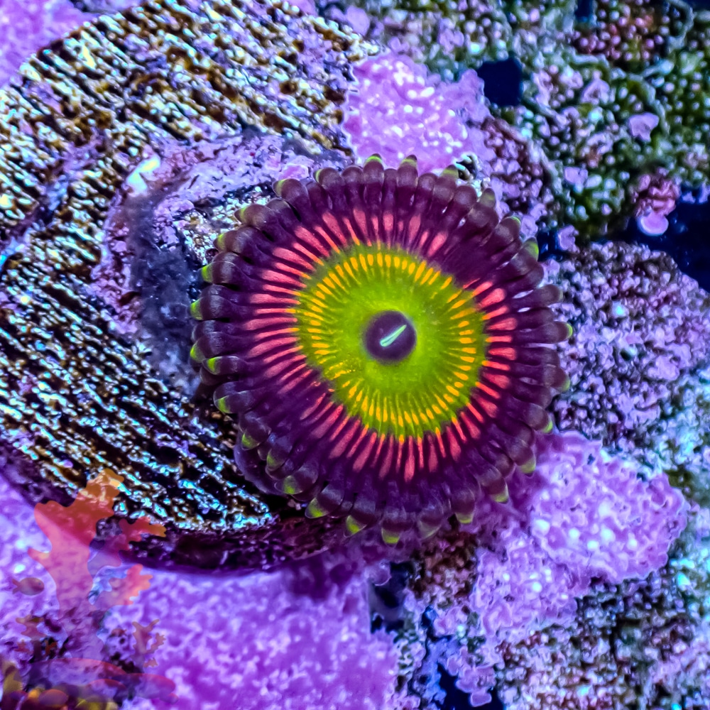 Tsa Rainbow Spectrum | Frags 2 Fishes