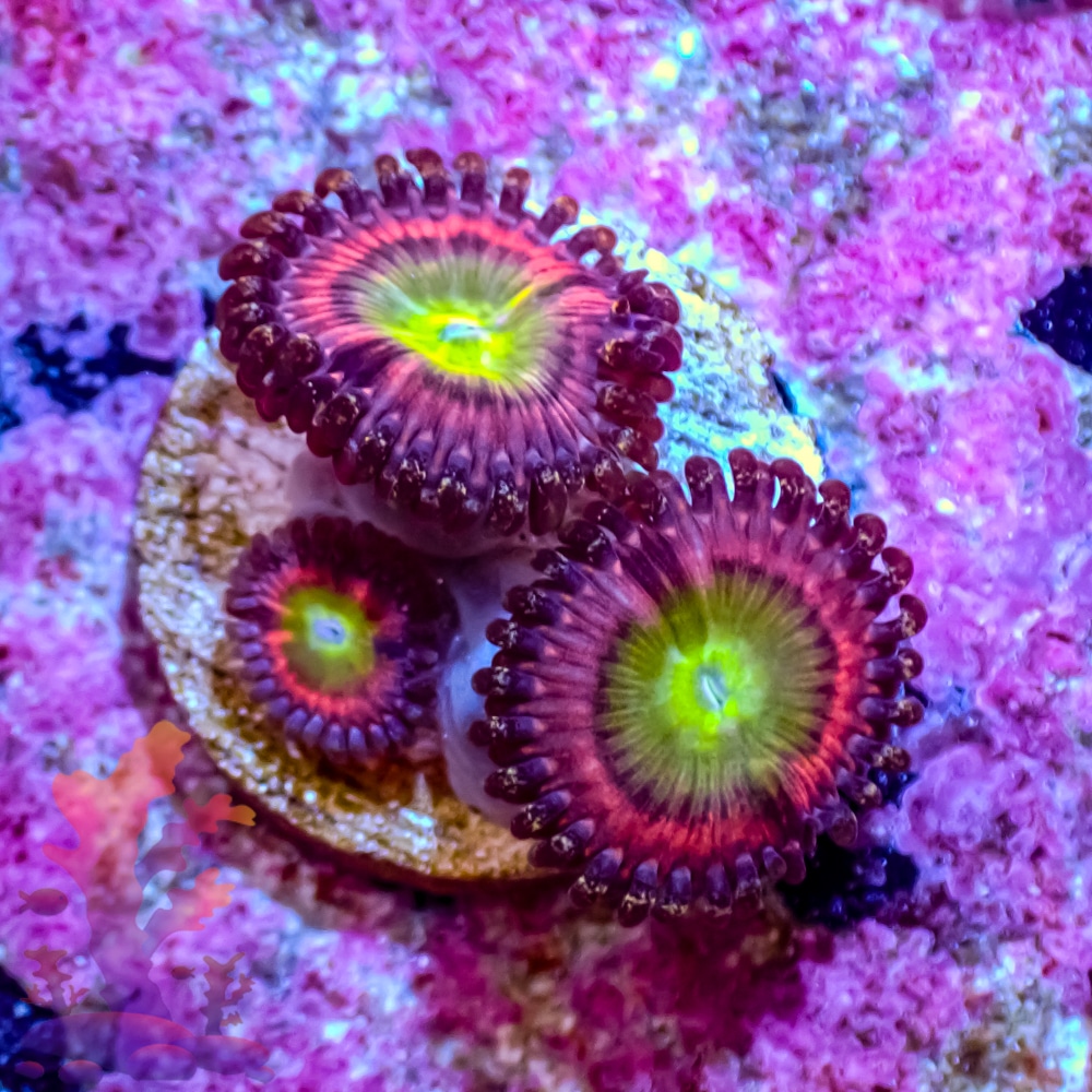 Tsa Rainbow Spectrum | Frags 2 Fishes