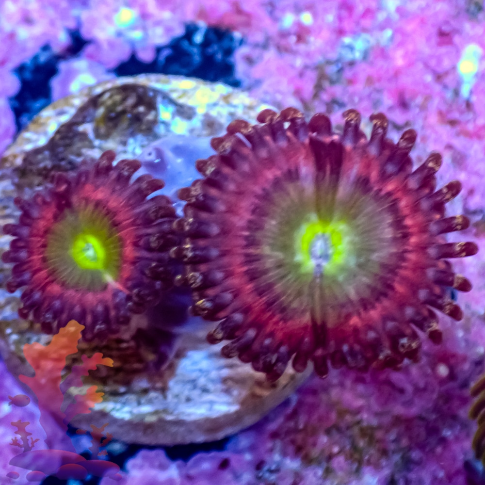 Tsa Rainbow Spectrum | Frags 2 Fishes