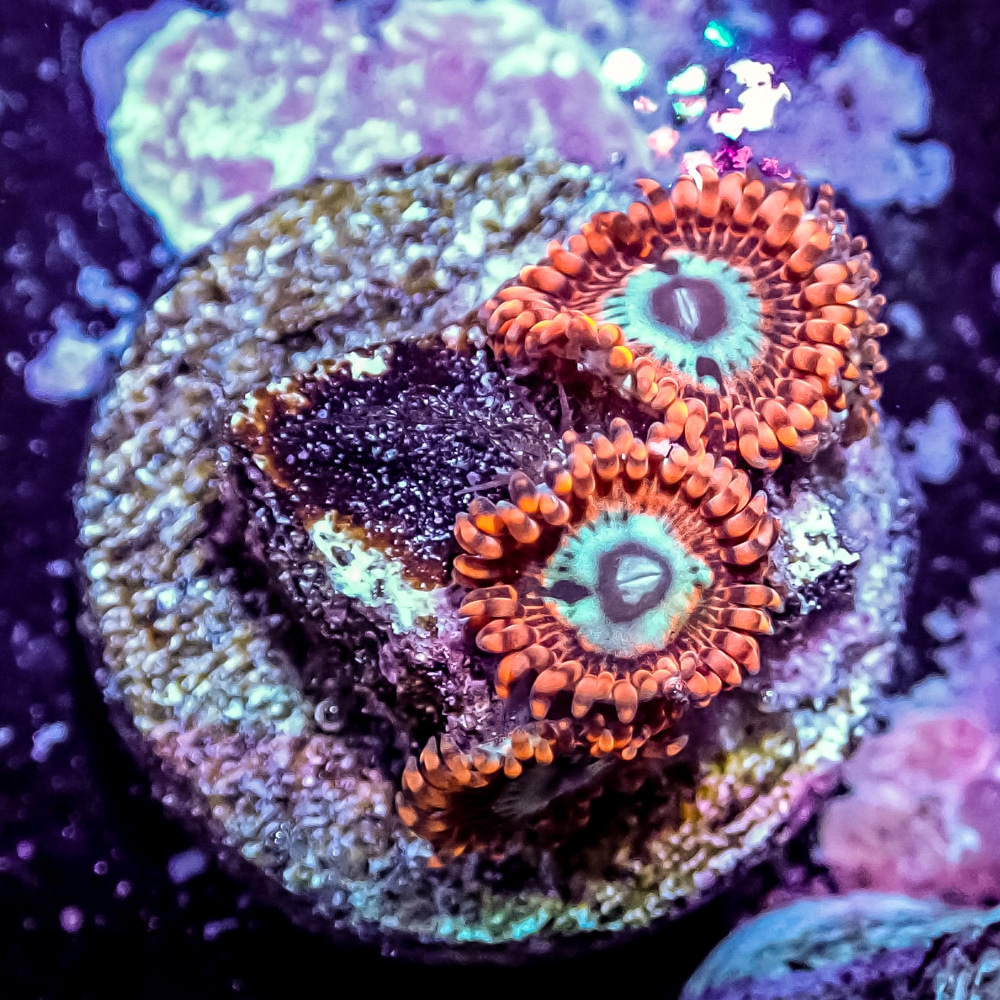 Utter Peace | Frags 2 Fishes