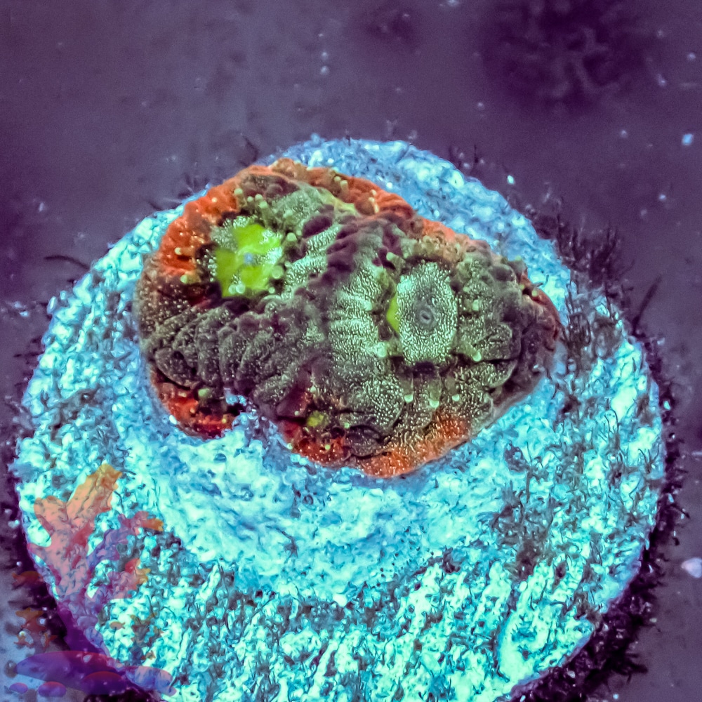 War Coral | Frags 2 Fishes
