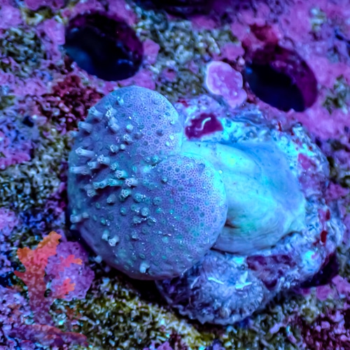 White Polyp Toadstool | Frags 2 Fishes