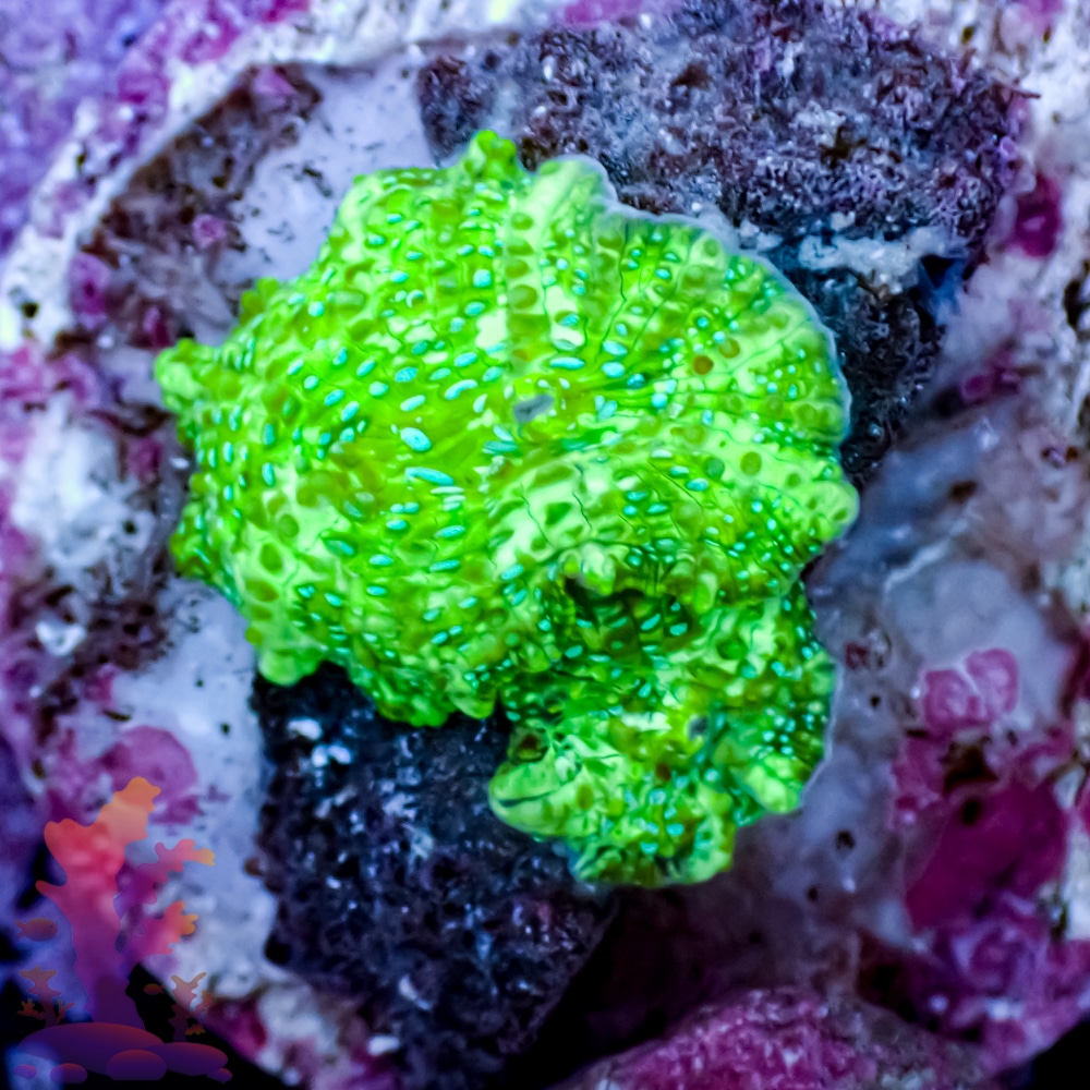 White Polyp Toadstool | Frags 2 Fishes